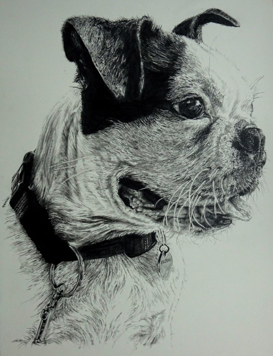 Pet Portraits | Hubert Bowers