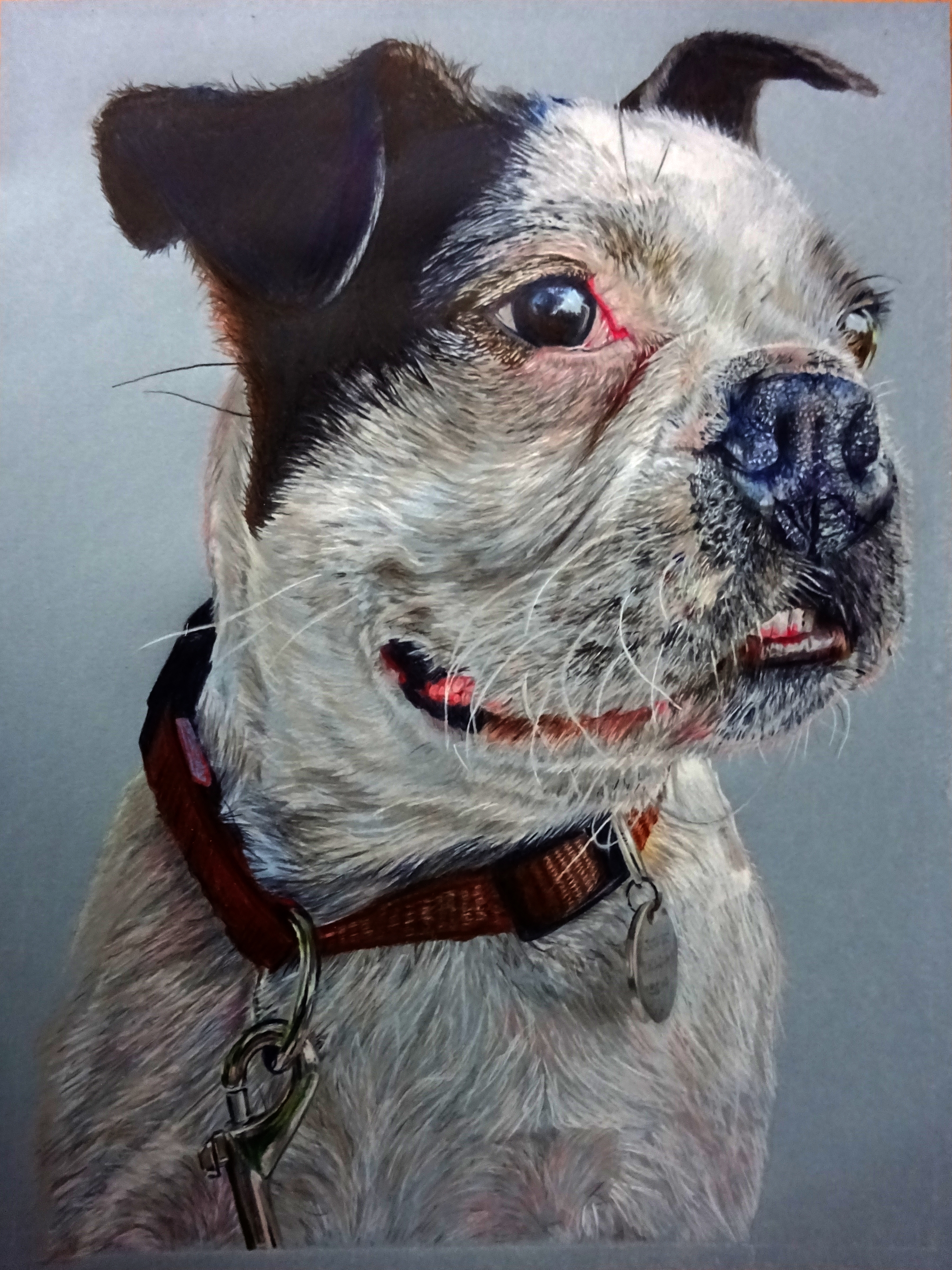 Pet Portraits | Hubert Bowers