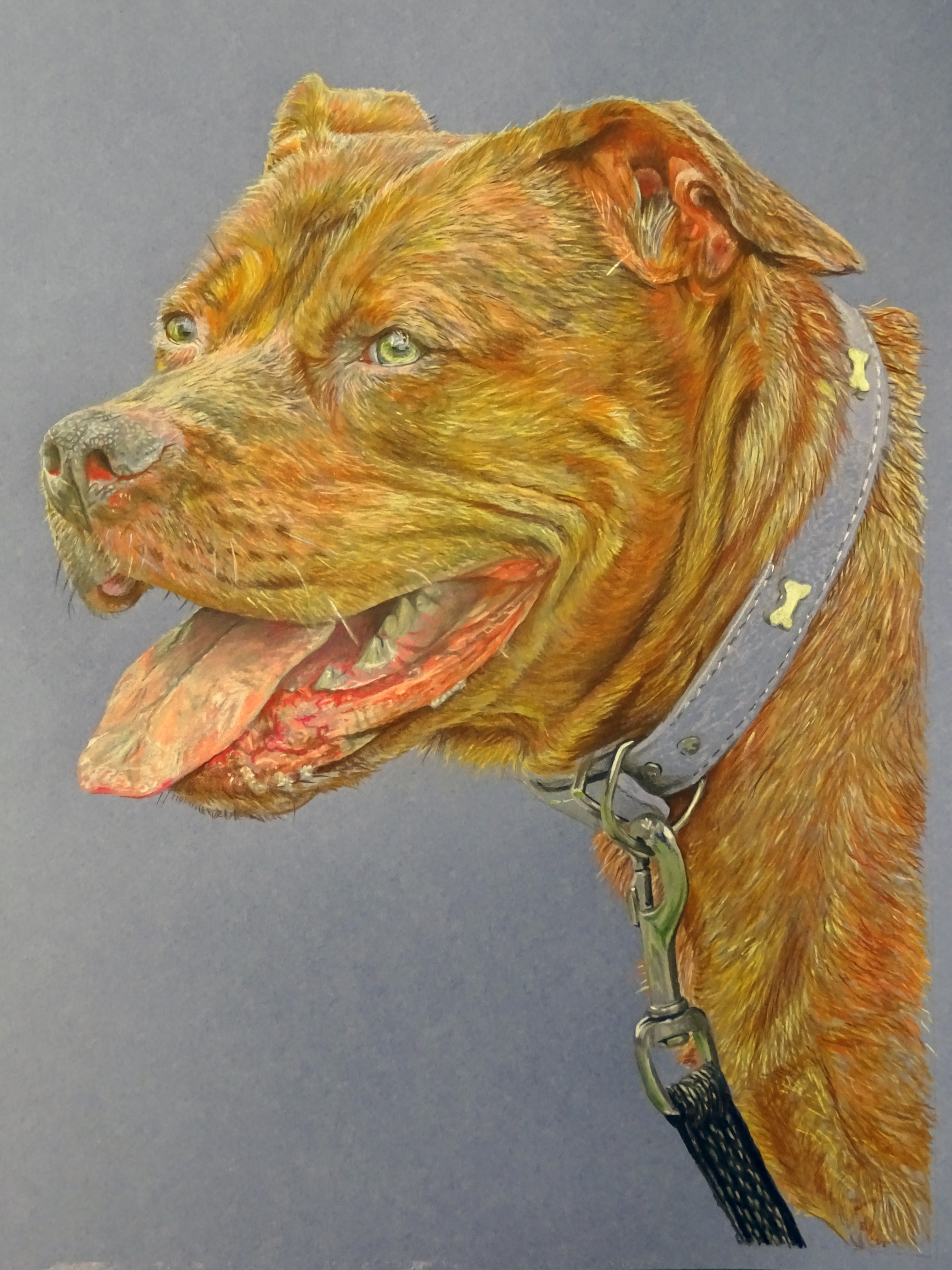 Pet Portraits | Hubert Bowers